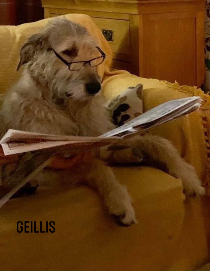 25 Dogs Who Will Literally Sit Anywhere They Want – InspireMore