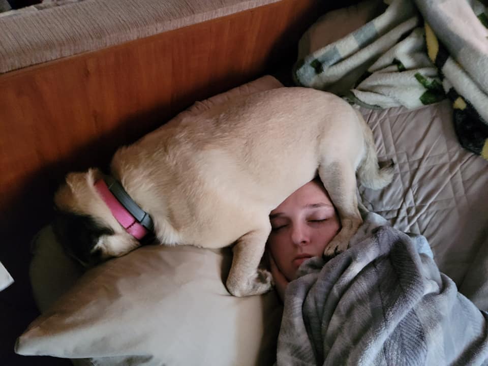 25 Dogs Who Will Literally Sit Anywhere They Want – InspireMore
