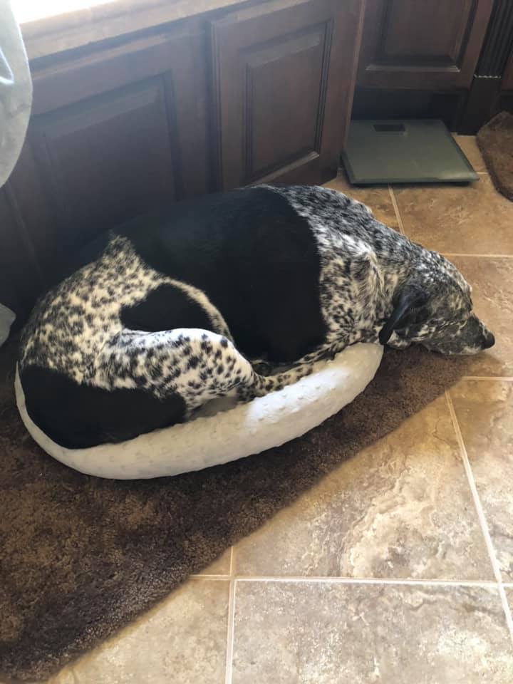 25 Dogs Who Will Literally Sit Anywhere They Want – InspireMore