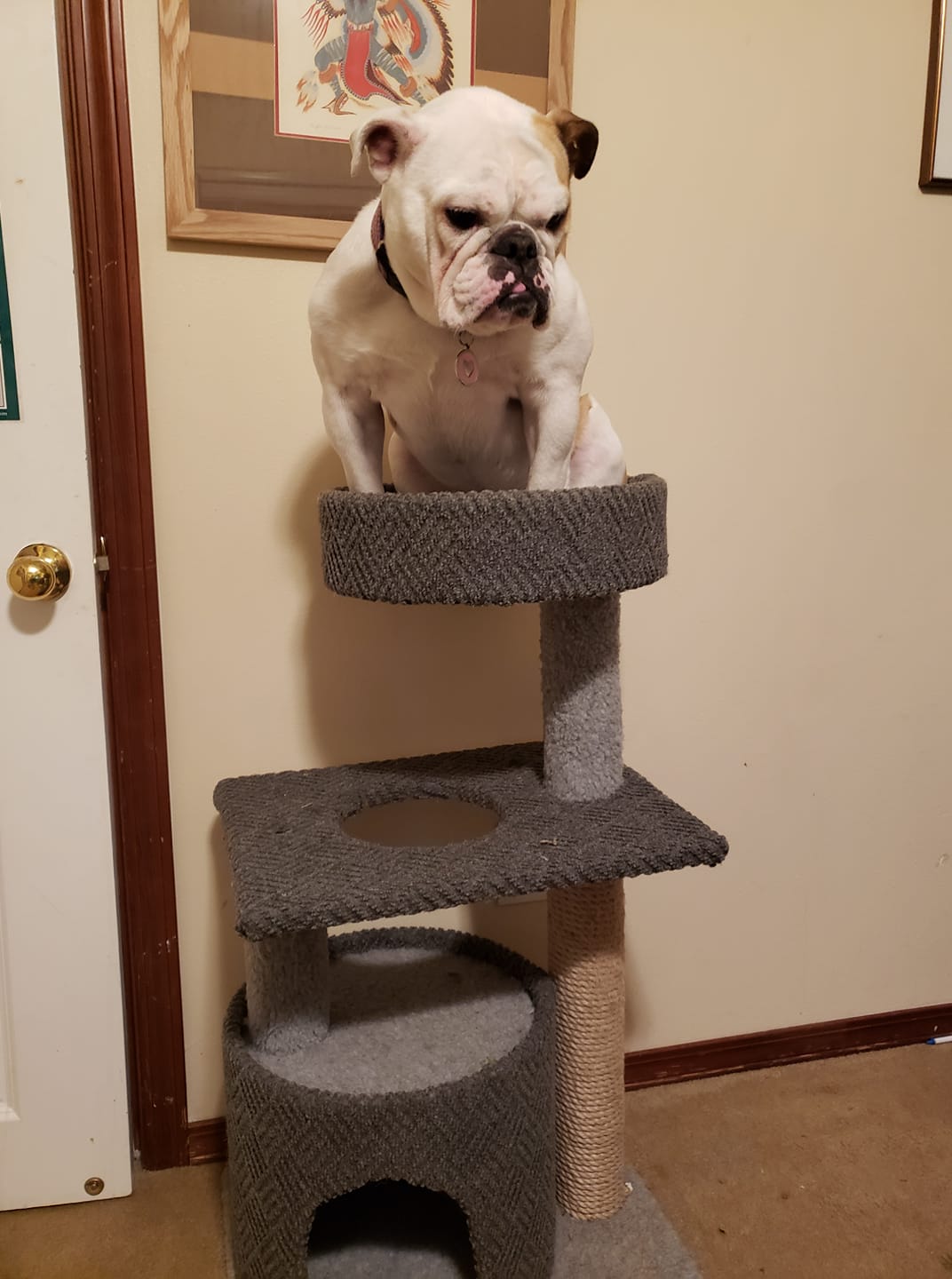 25 Dogs Who Will Literally Sit Anywhere They Want – InspireMore