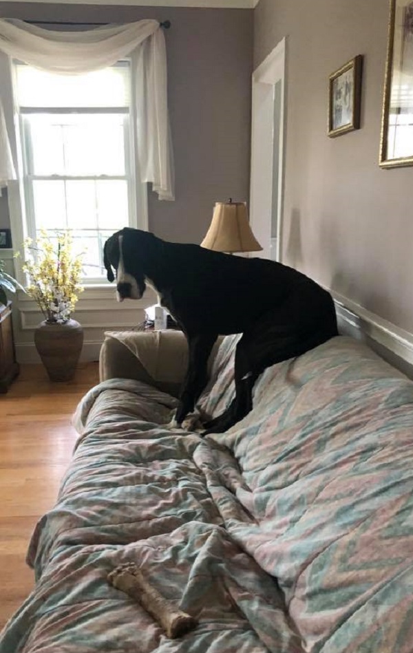 25 Dogs Who Will Literally Sit Anywhere They Want – InspireMore