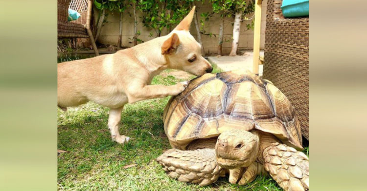 Tiny Puppy Meets Rescue Tortoise And It's Love At 1st Sniff. – InspireMore