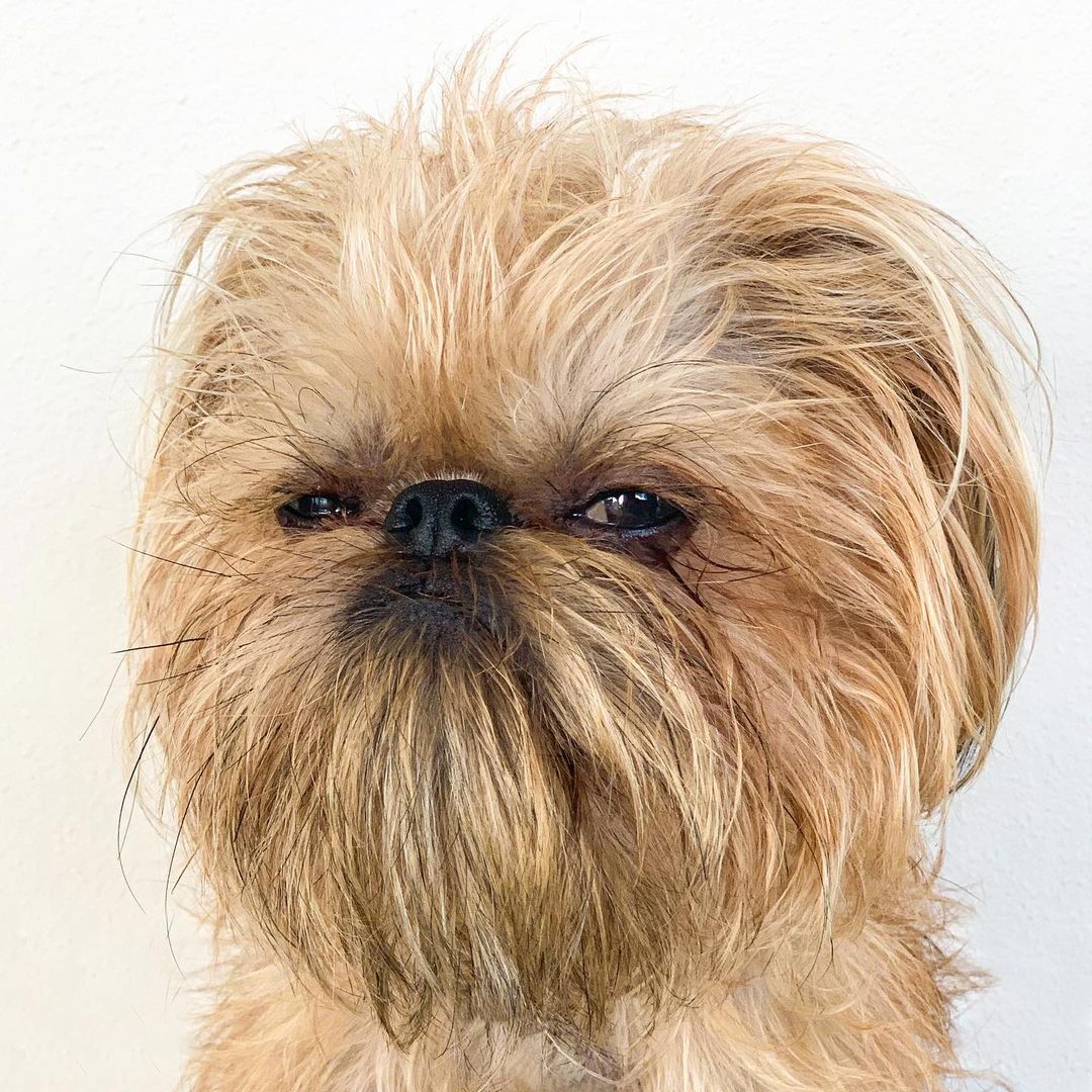 This Grumpy Dog Is Stealing Hearts With His Hilarious Stink Eye ...