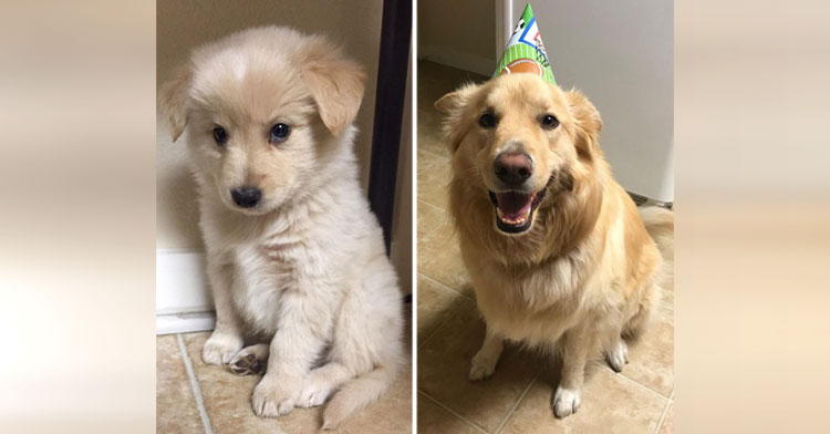 15 Swoon-Worthy Before And After Photos Of Dogs Who Are All Grown Up ...