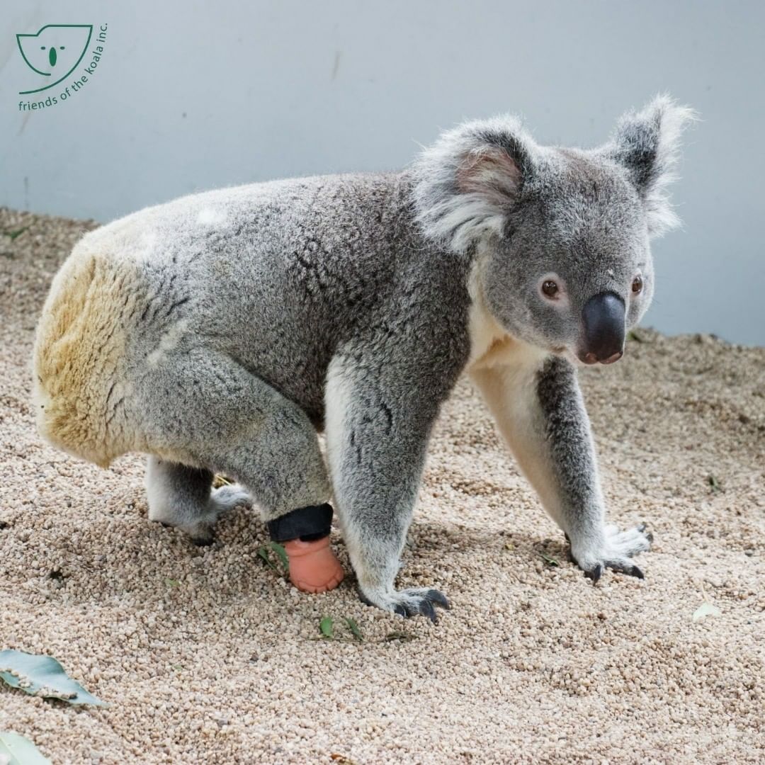 Rescue Koala With Missing Foot Gets Spiffy New Prosthesis Thanks To ...