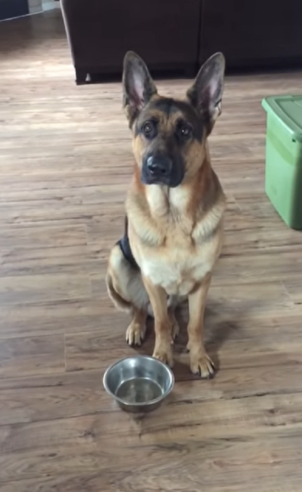 Our Top 10 Dog Stories Of All Time – InspireMore