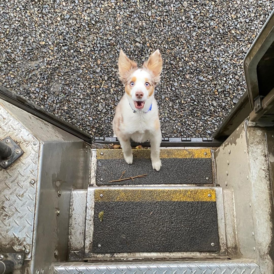 15 Times UPS Drivers Met The World's Cutest Animals On The Job ...