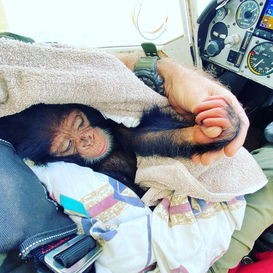 Orphaned Baby Chimp Snuggles Up To Hero Pilot On Freedom Flight To His ...