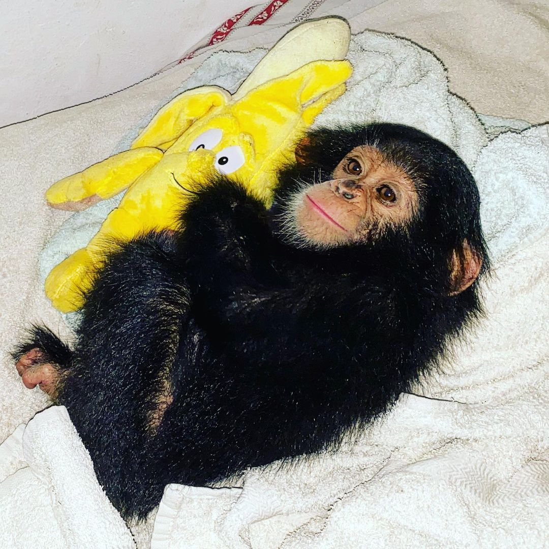 Orphaned Baby Chimp Snuggles Up To Hero Pilot On Freedom Flight To His ...