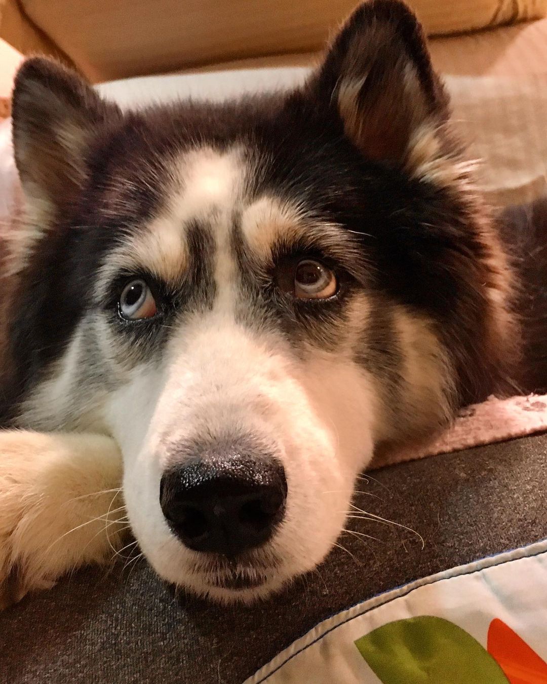 Rescue Husky Finds Beautiful New Life After Unethical Breeders Leave ...