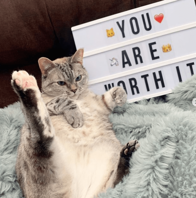 Meet Nala, The Rescue Cat Who Is So Popular That She Won A Guinness ...