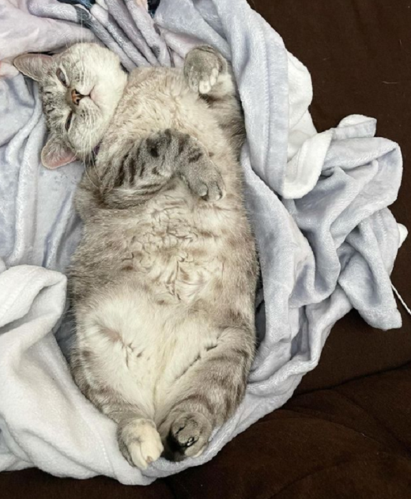 Meet Nala, The Rescue Cat Who Is So Popular That She Won A Guinness ...