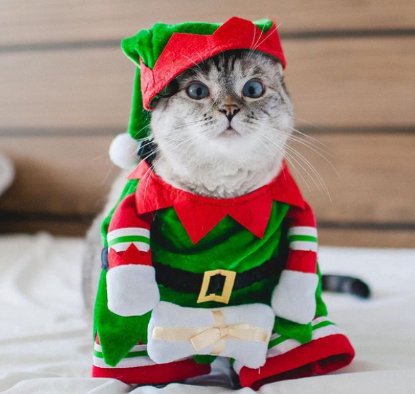 Meet Nala, The Rescue Cat Who Is So Popular That She Won A Guinness ...