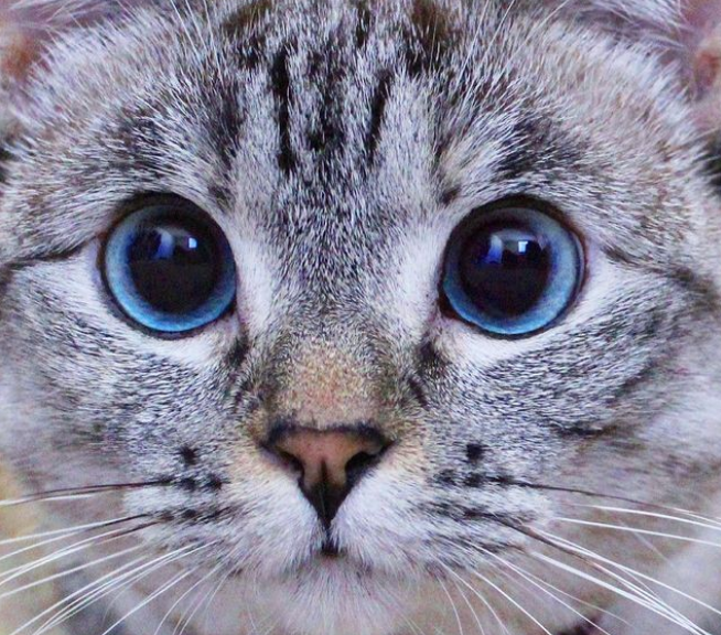 Meet Nala, The Rescue Cat Who Is So Popular That She Won A Guinness ...