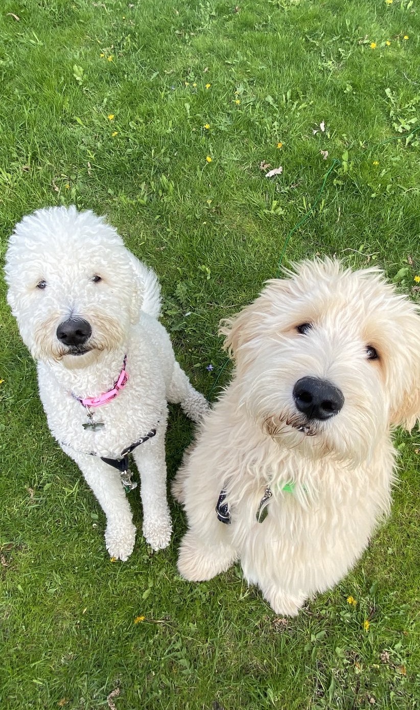 15 Dogs Who Have No Shame When It Comes To Begging For A Bite – InspireMore