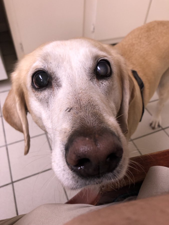 15 Dogs Who Have No Shame When It Comes To Begging For A Bite – InspireMore