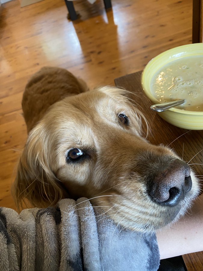 15 Dogs Who Have No Shame When It Comes To Begging For A Bite – InspireMore