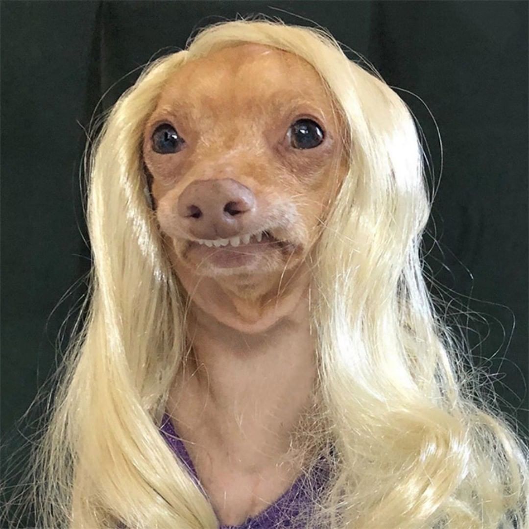 15 Dogs Who Look Perfectly Fetching In Their New Wigs – InspireMore