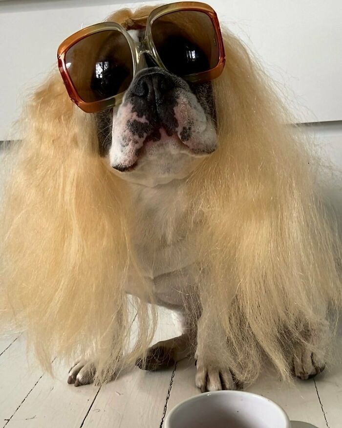 15 Dogs Who Look Perfectly Fetching In Their New Wigs – InspireMore