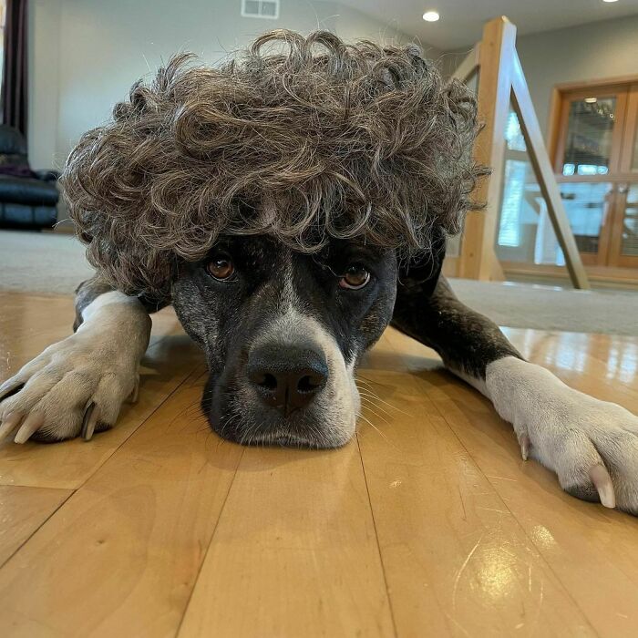 15 Dogs Who Look Perfectly Fetching In Their New Wigs – InspireMore
