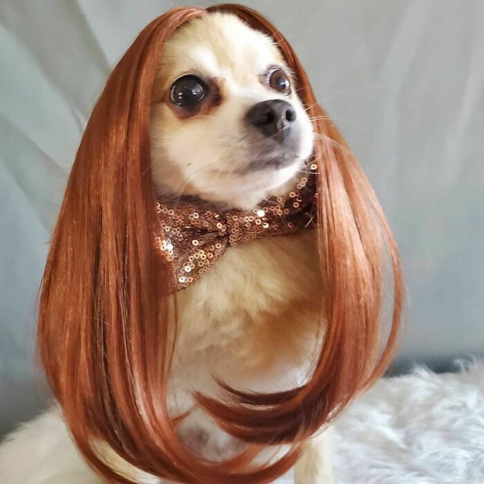 15 Dogs Who Look Perfectly Fetching In Their New Wigs – InspireMore