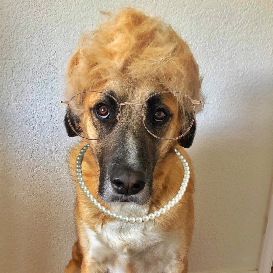 15 Dogs Who Look Perfectly Fetching In Their New Wigs – InspireMore