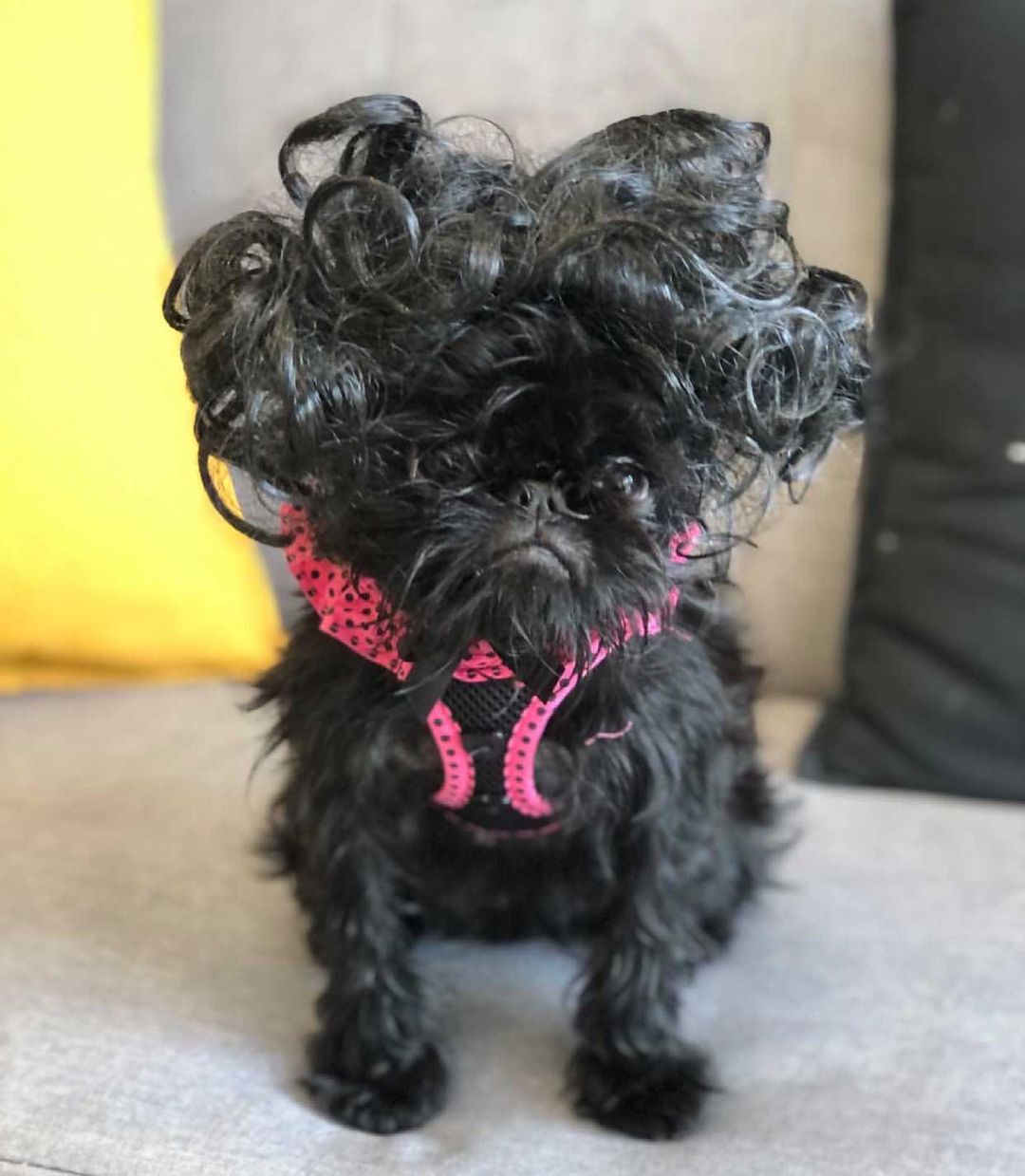 15 Dogs Who Look Perfectly Fetching In Their New Wigs – InspireMore