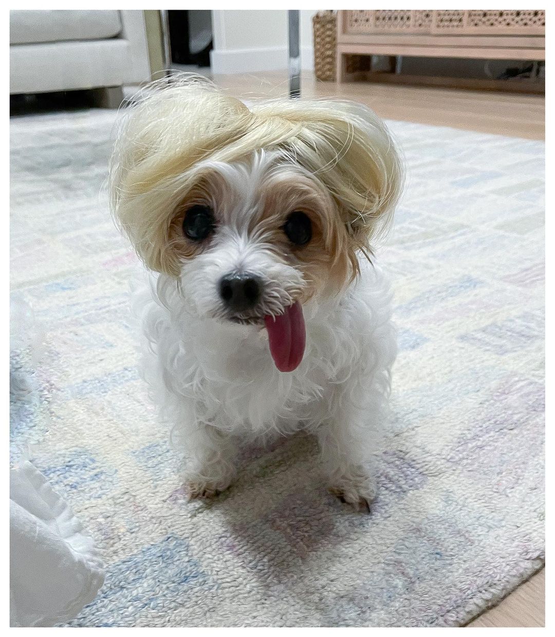 15 Dogs Who Look Perfectly Fetching In Their New Wigs – InspireMore