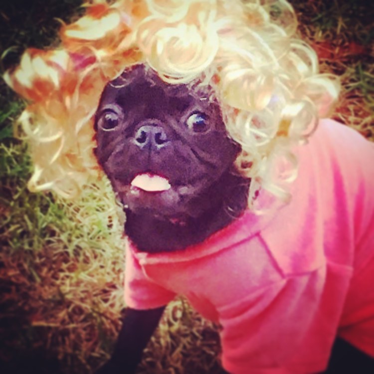 15 Dogs Who Look Perfectly Fetching In Their New Wigs – InspireMore