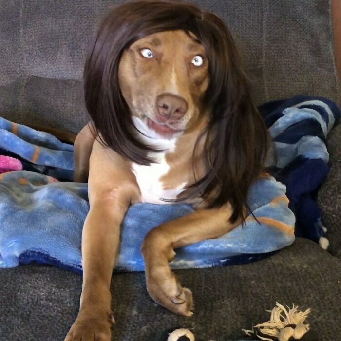 15 Dogs Who Look Perfectly Fetching In Their New Wigs – InspireMore