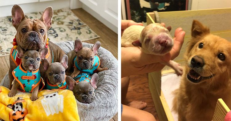 15 Mama Dogs Who Couldn't Be Prouder Of Their Babies – InspireMore