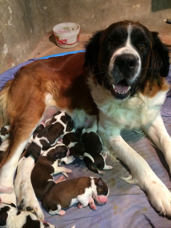 15 Mama Dogs Who Couldn't Be Prouder Of Their Babies – InspireMore