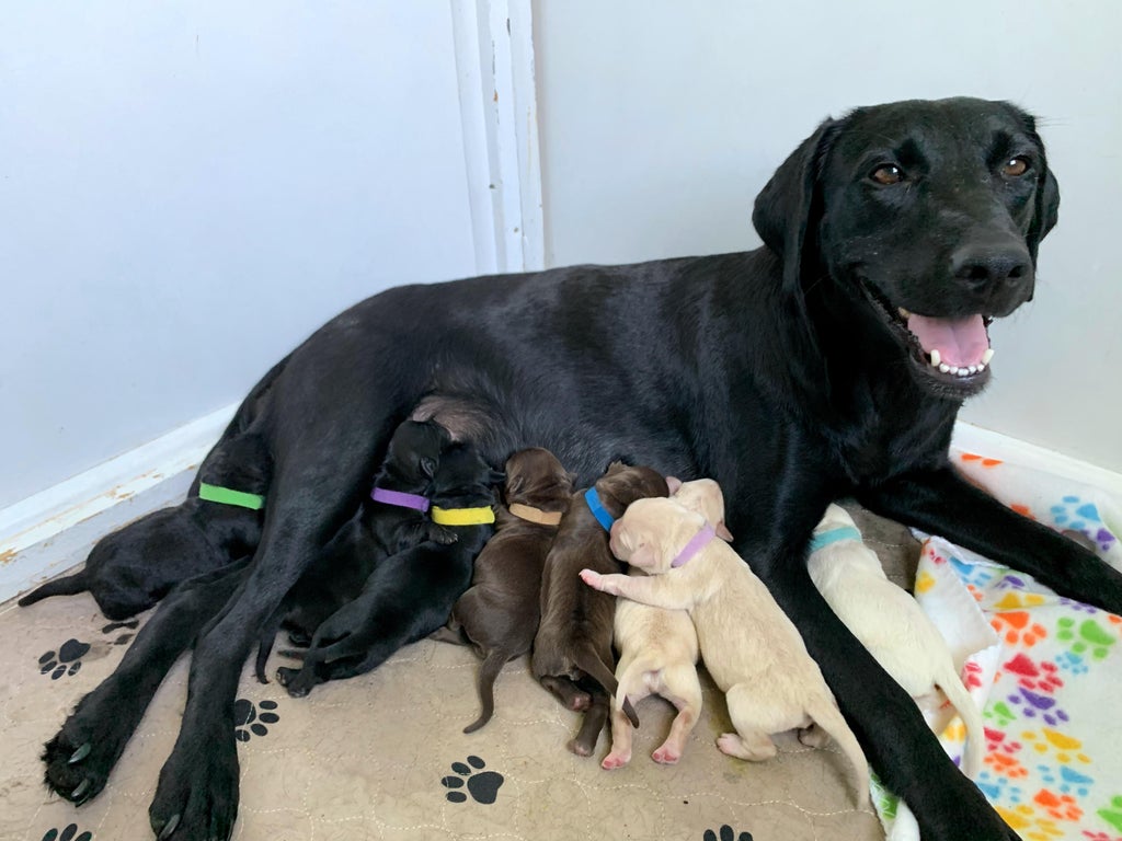 15 Mama Dogs Who Couldn't Be Prouder Of Their Babies – InspireMore