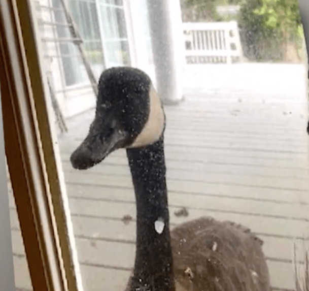 Real-Life Romance: Goose "Breaks In" To Animal Clinic To Comfort ...