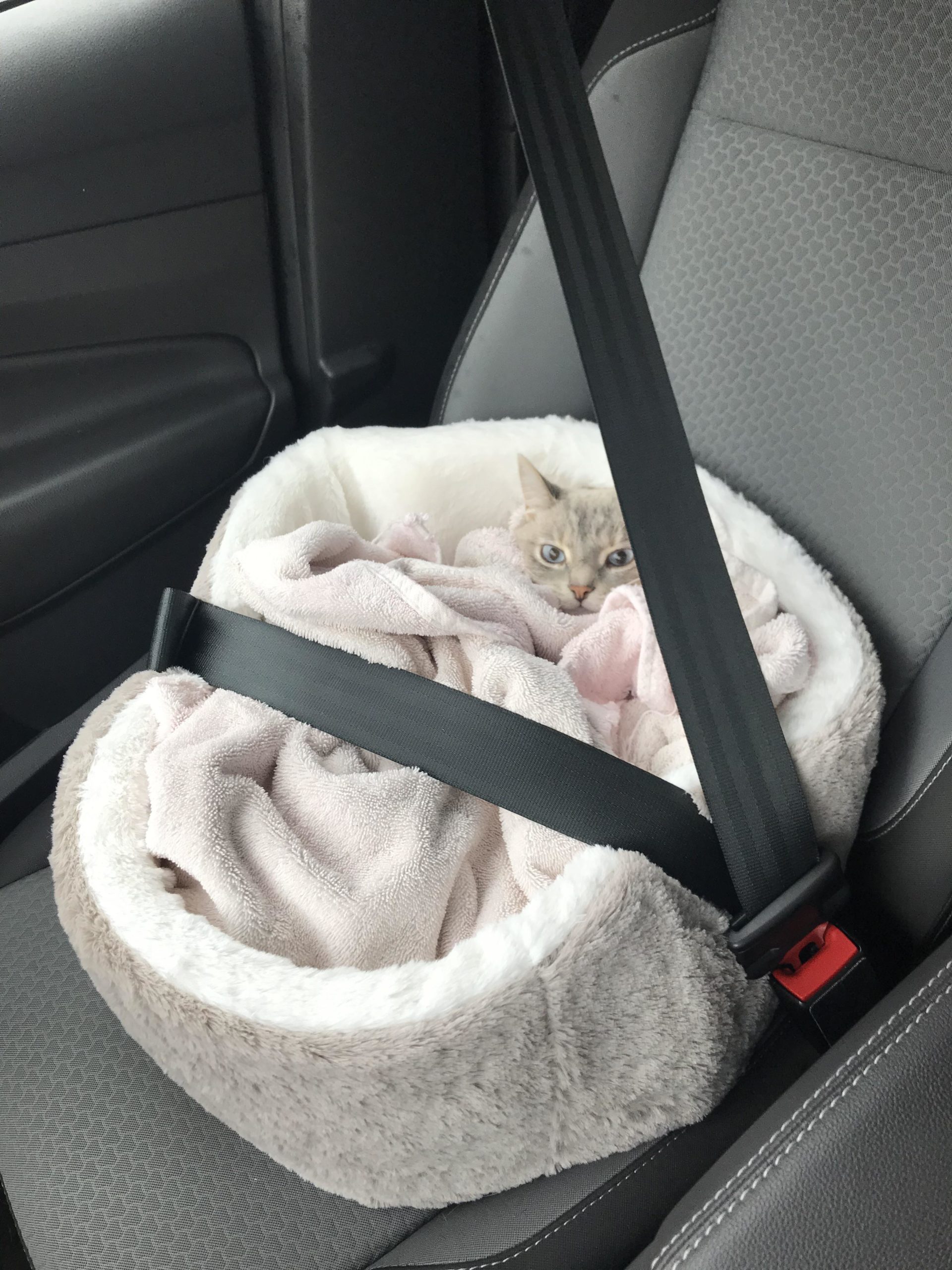 15 Cozy Cats Who Are Sure To Brighten Your Day – InspireMore