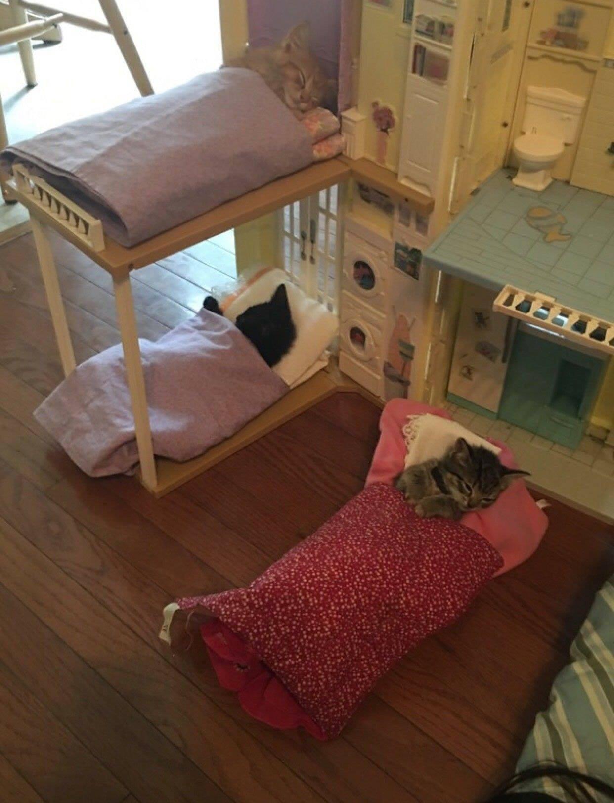 15 Cozy Cats Who Are Sure To Brighten Your Day – InspireMore