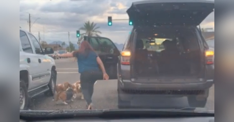 Driver Braves Busy Intersection To Rescue 3 Dogs Who Wandered Into ...