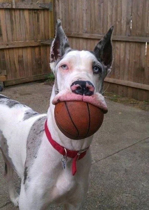 25 Dogs Who've Gone Full Derp And Have Zero Regrets – InspireMore