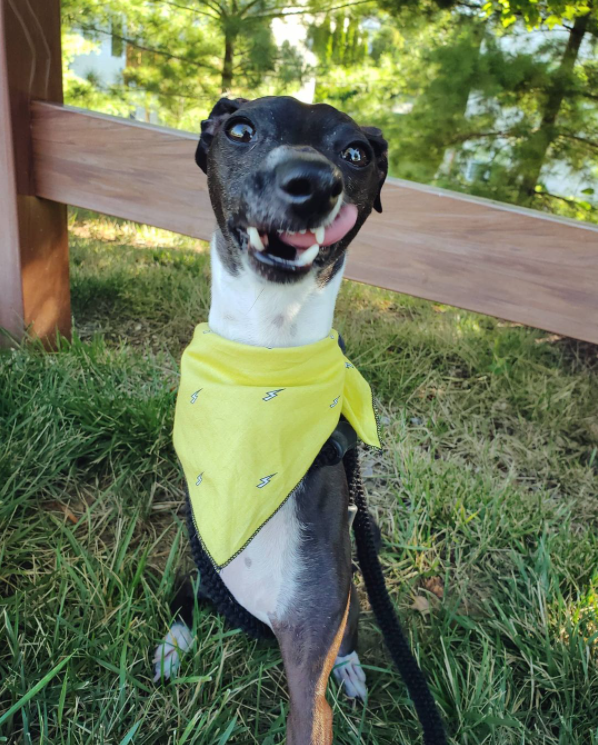 Meet Sparky, The 3-Legged Italian Greyhound Whose Goofy Photos Will ...