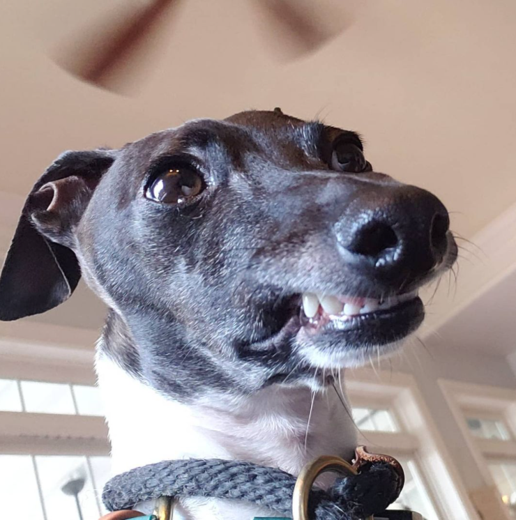 Meet Sparky, The 3-Legged Italian Greyhound Whose Goofy Photos Will ...