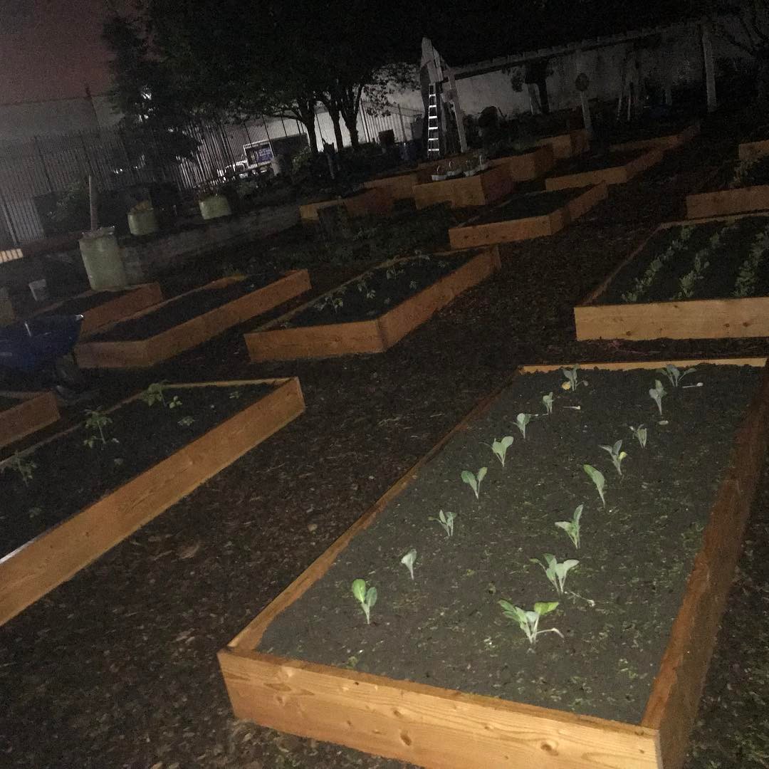 "A Place Of Healing And Growth." Man Turns Vacant City Lot Into ...