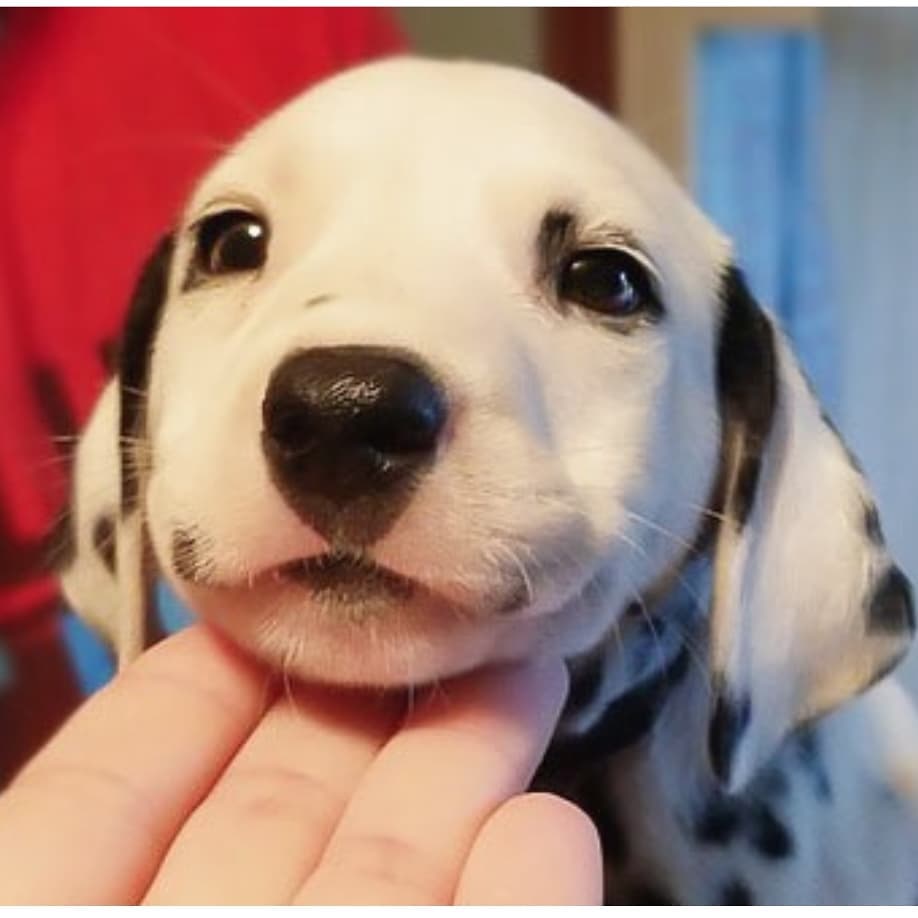 15 Adorable Puppers Doing Cute Pupper Things – InspireMore