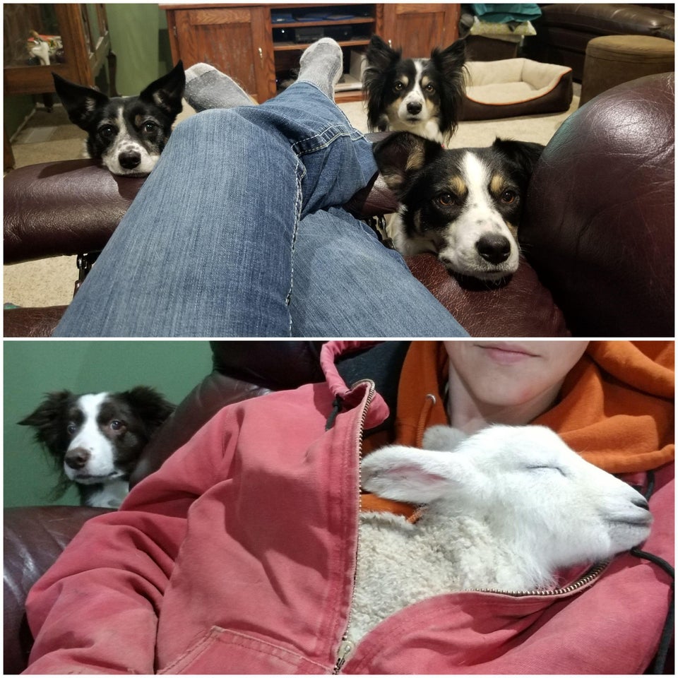 15 Adorable Puppers Doing Cute Pupper Things – InspireMore