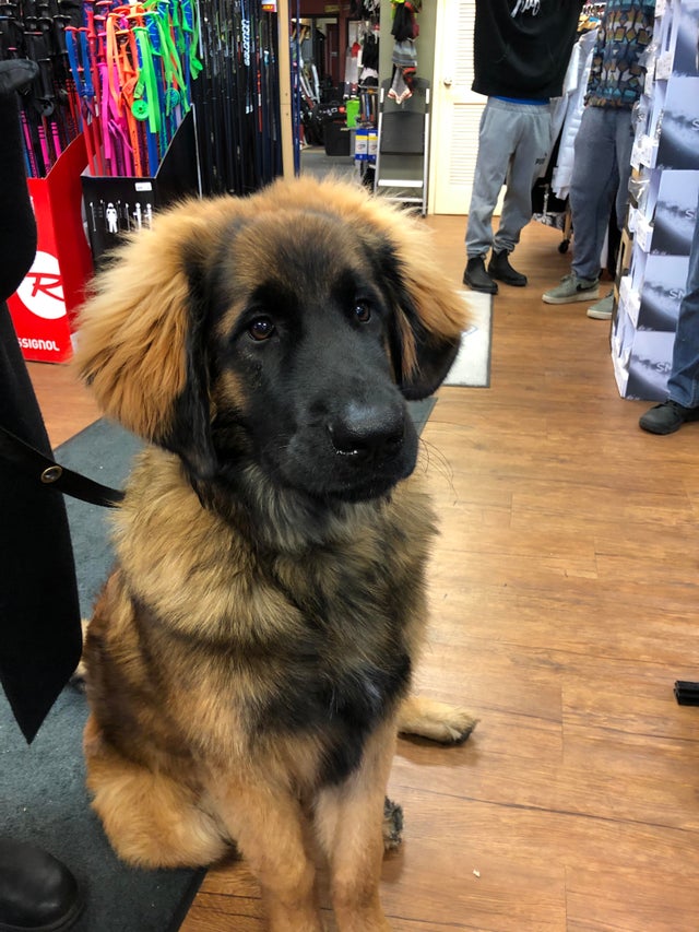 15 Adorable Puppers Doing Cute Pupper Things – InspireMore