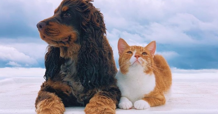 Meet Marlin, The Cat Who Doesn't Know He Isn't Supposed To Like Water ...