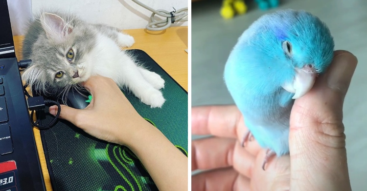 10 Clingy Animals Whose Neediness Knows No Bounds – InspireMore