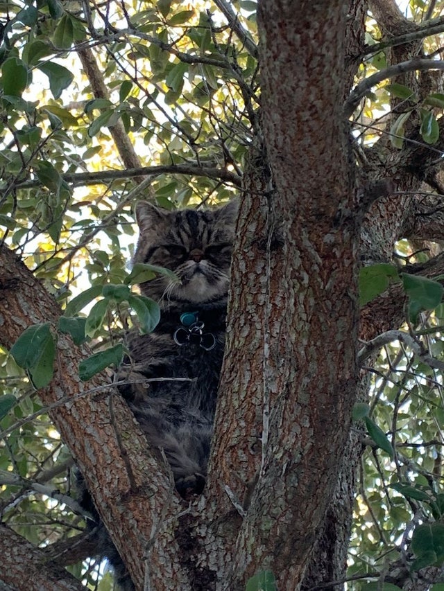 15 Cats Who've Never Met A Tree They Didn't Want To Nap In – InspireMore