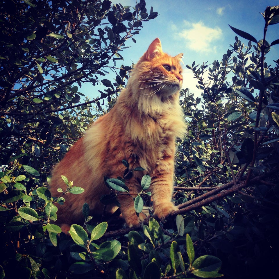 15 Cats Who've Never Met A Tree They Didn't Want To Nap In – InspireMore