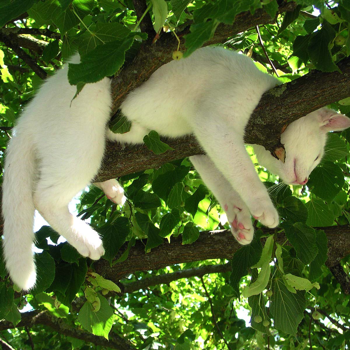 15 Cats Who've Never Met A Tree They Didn't Want To Nap In – InspireMore
