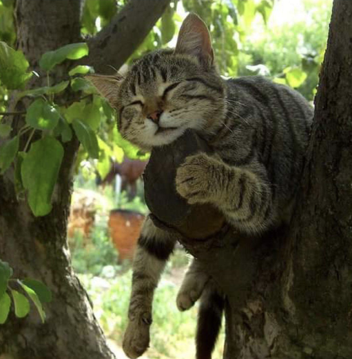 15 Cats Who've Never Met A Tree They Didn't Want To Nap In – InspireMore